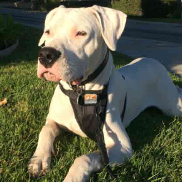 Dogo Argentino - Breed Information & Facts