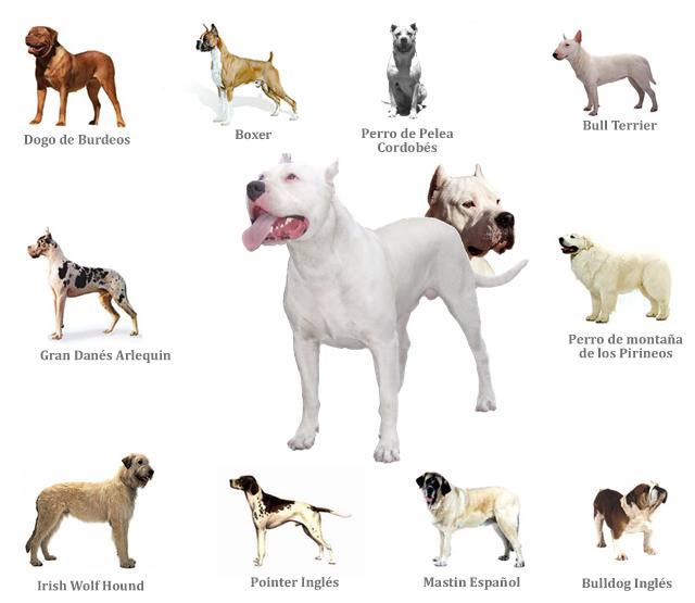Dogo Argentino - Breed Information & Facts