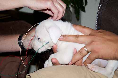 Dogo Argentino - Breed Information & Facts